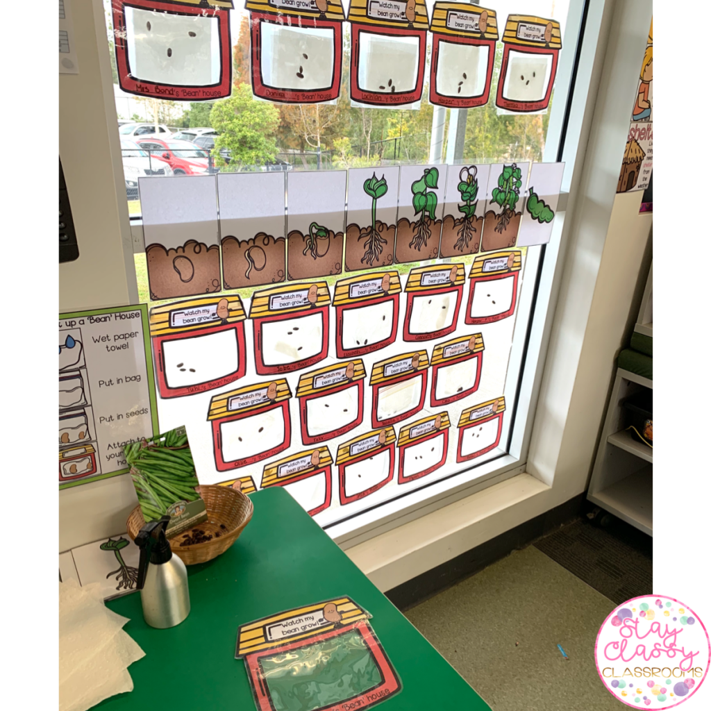 Growing a Bean Investigation Pack - Stay Classy Classrooms